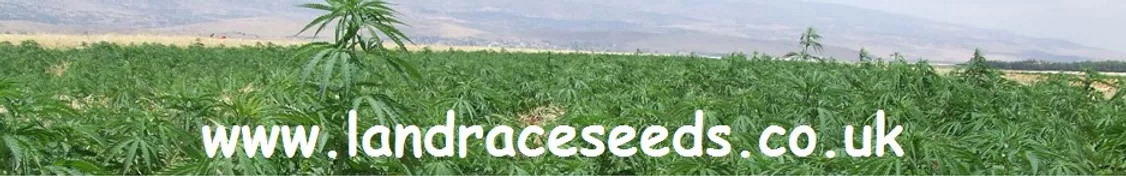 Moroccan Beldia | Landrace Seeds